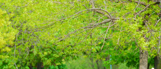 Potential Tree Removal: 65 Roche Way, Wellingborough - North ...